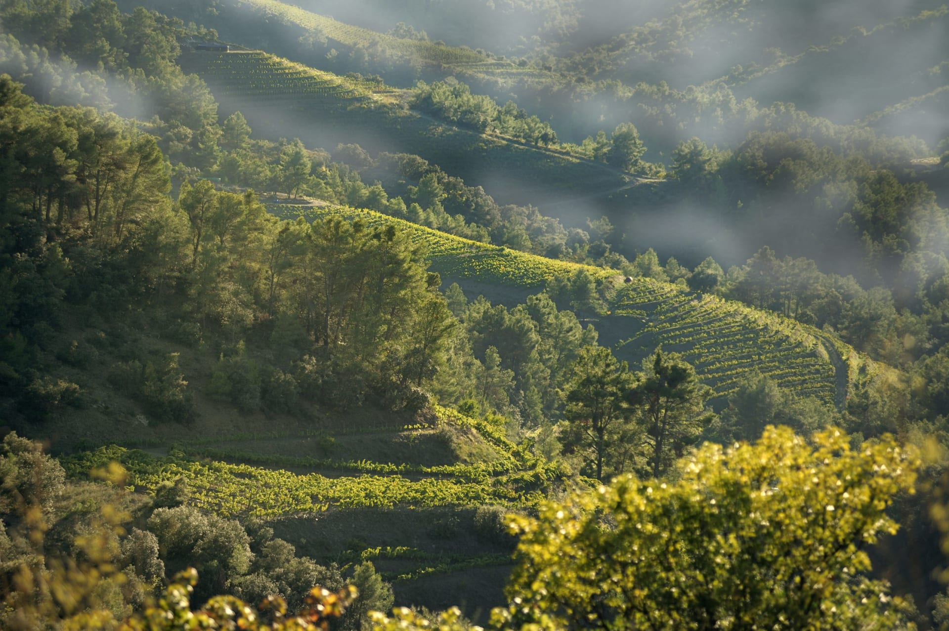 Llicorella Vins Bluegray Priorat 2020 | Wine.com