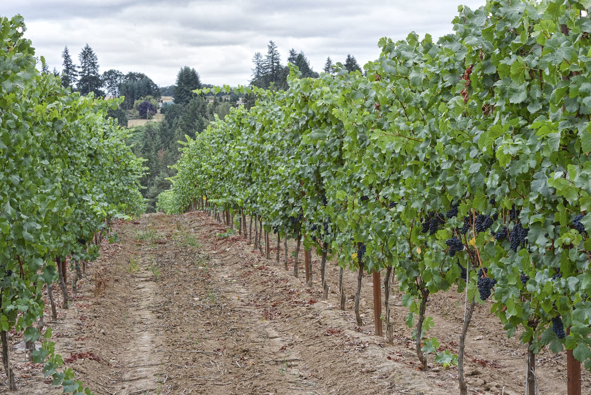 Pino Cellars Pinot Gris 2016 | Wine.com
