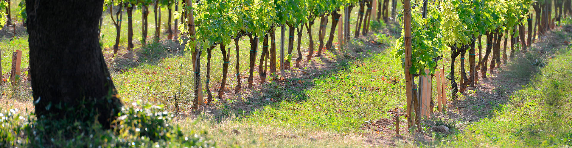 Chateau d'Estoublon Roseblood Rose 2021 | Wine.com