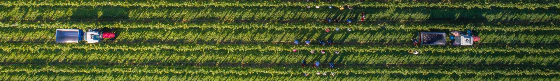 Di Lenardo Father's Eyes Chardonnay 2022 | Wine.com