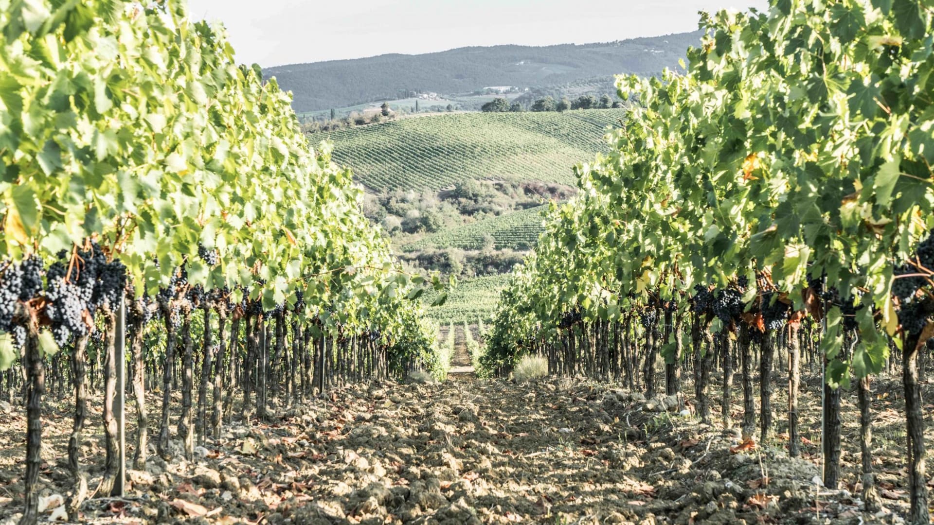 Villa Rosa Moscato d'Asti 2021 | Wine.com