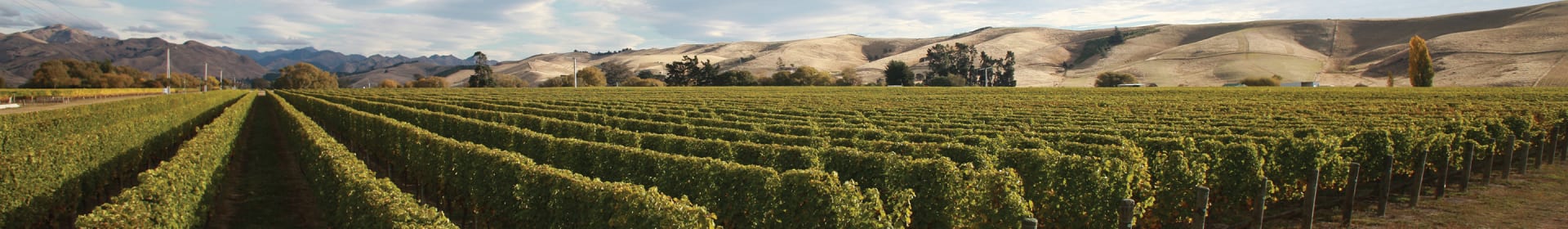 Infamous Goose Sauvignon Blanc 2020 | Wine.com