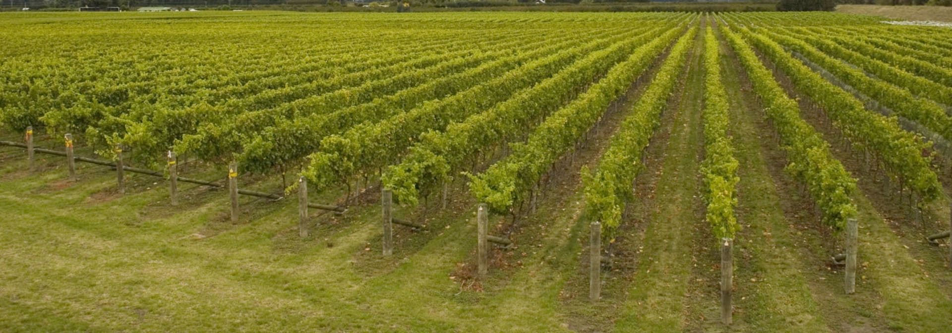 Twenty Bench North Coast Cabernet Sauvignon 2018 | Wine.com