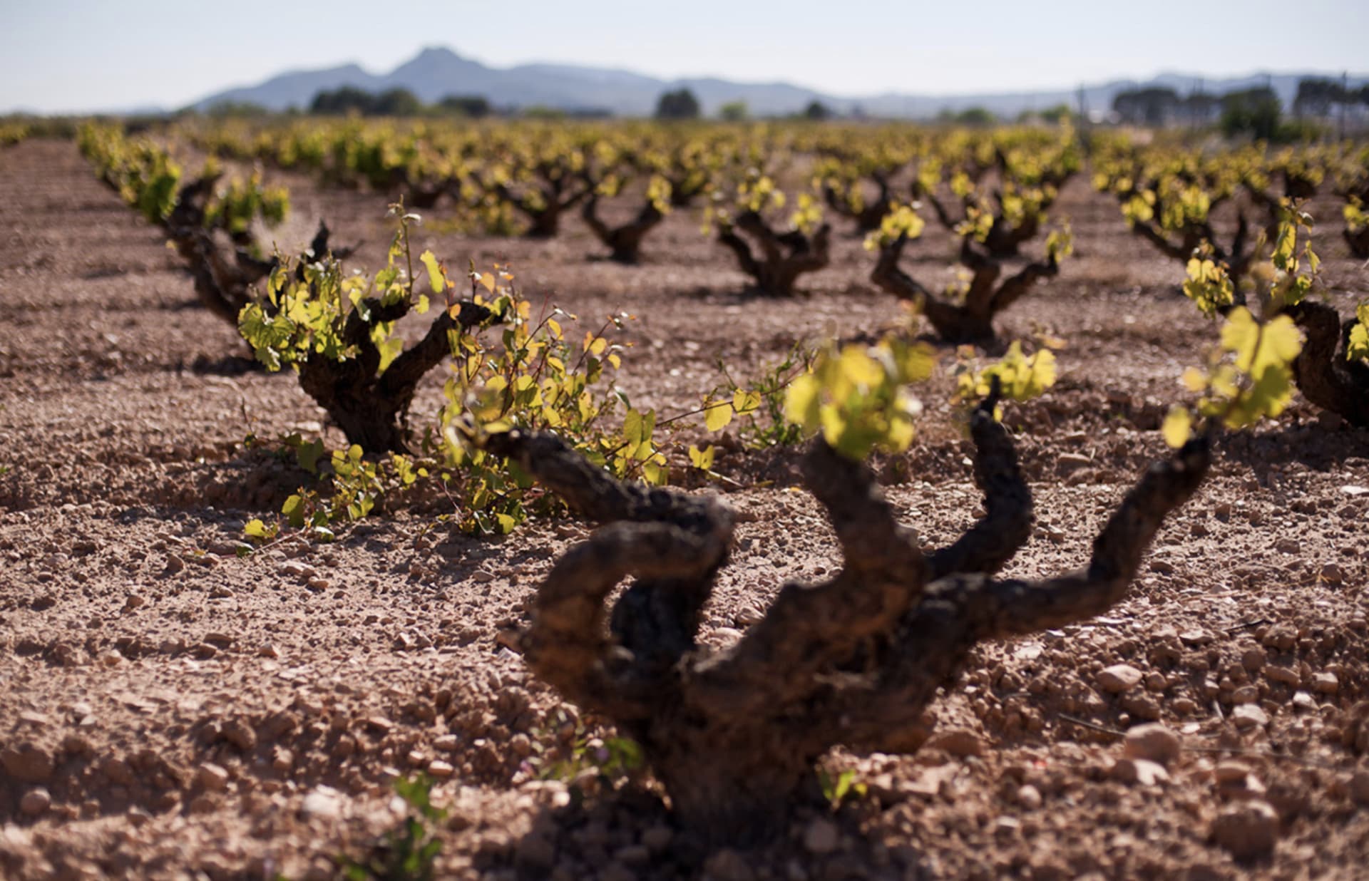 Elo by Alberto Orte Monastrell 2015 | Wine.com