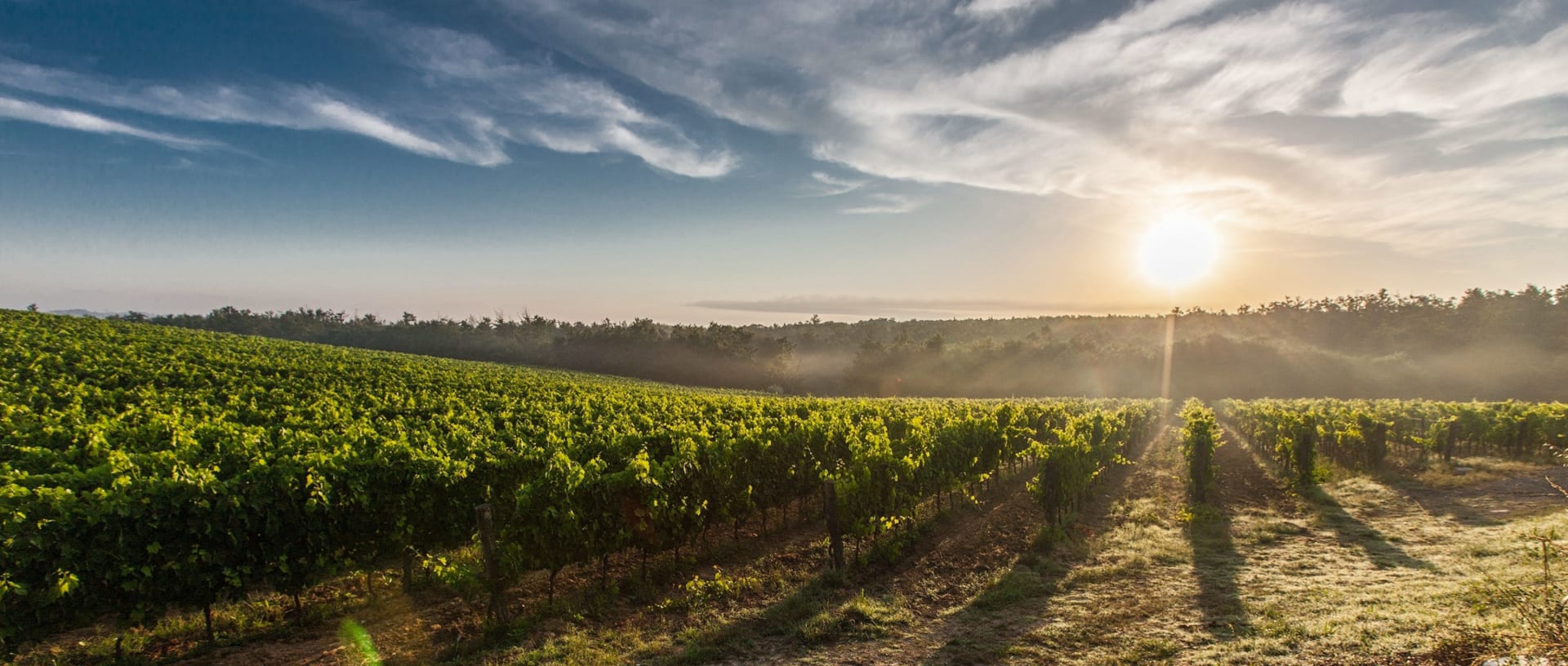 Piera Martellozzo Prosecco Frizzante | Wine.com
