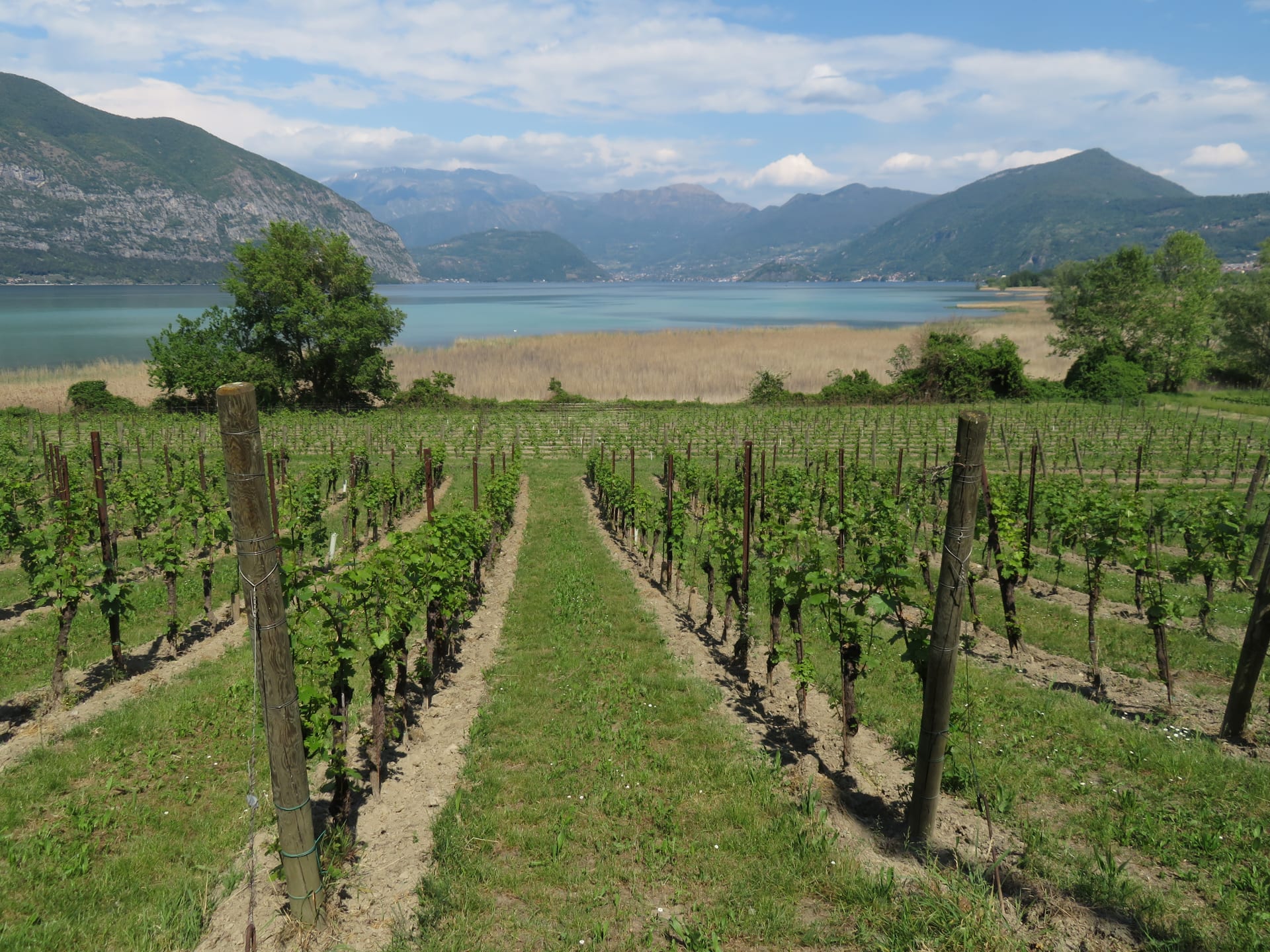 Ricci Curbastro Franciacorta Brut | Wine.com