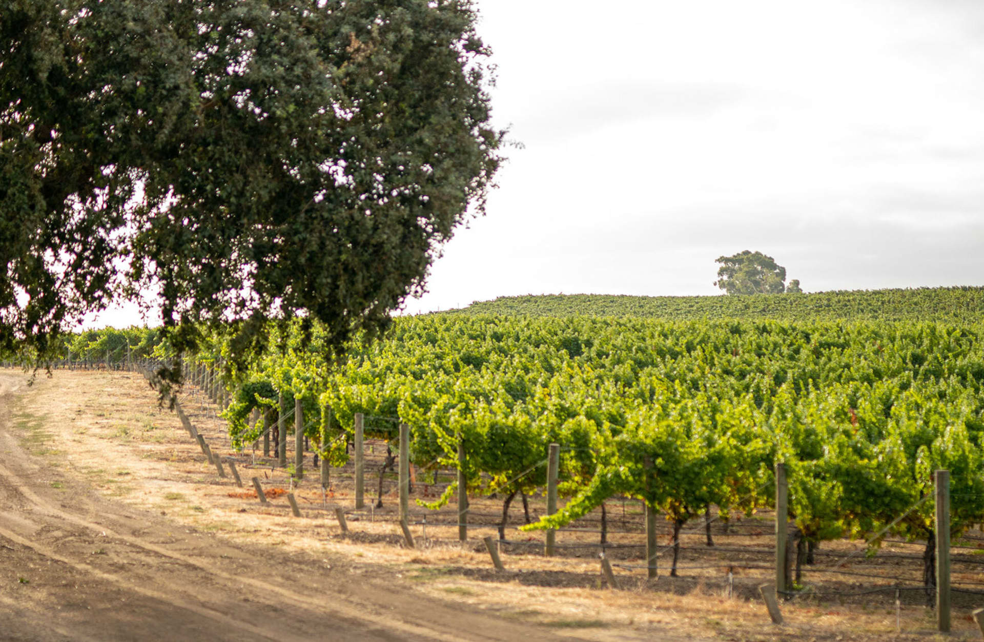 Paula Kornell California Brut | Wine.com