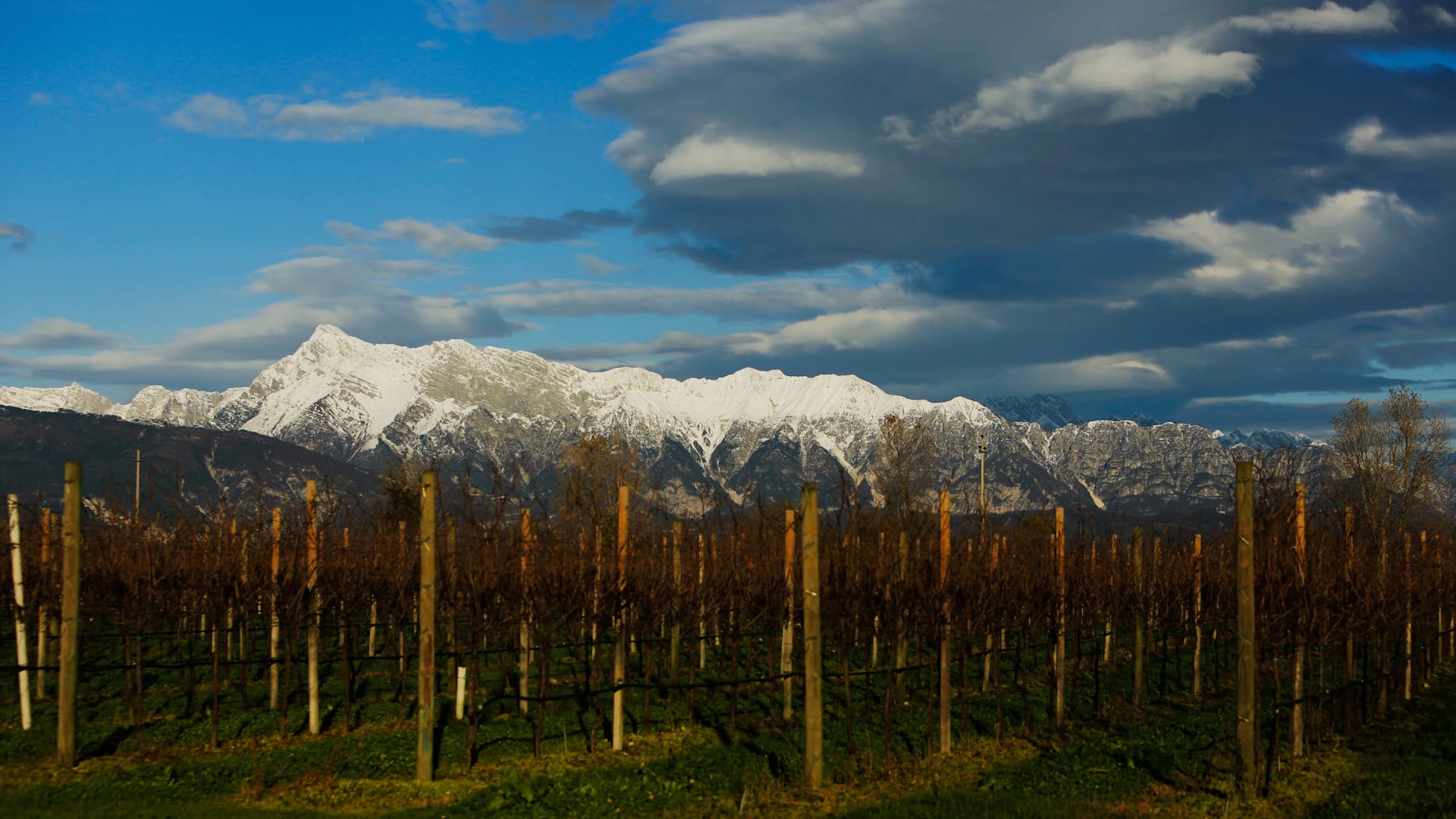 Fantinel Borgo Tesis Pinot Grigio 2019 | Wine.com