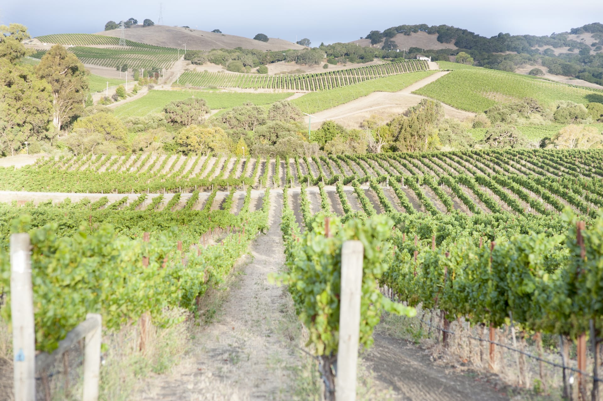 Poundstone Sangiacomo Vineyard Chardonnay 2016 | Wine.com