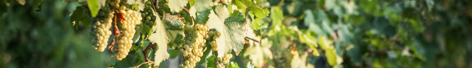 Candoni Merlot 2012 | Wine.com