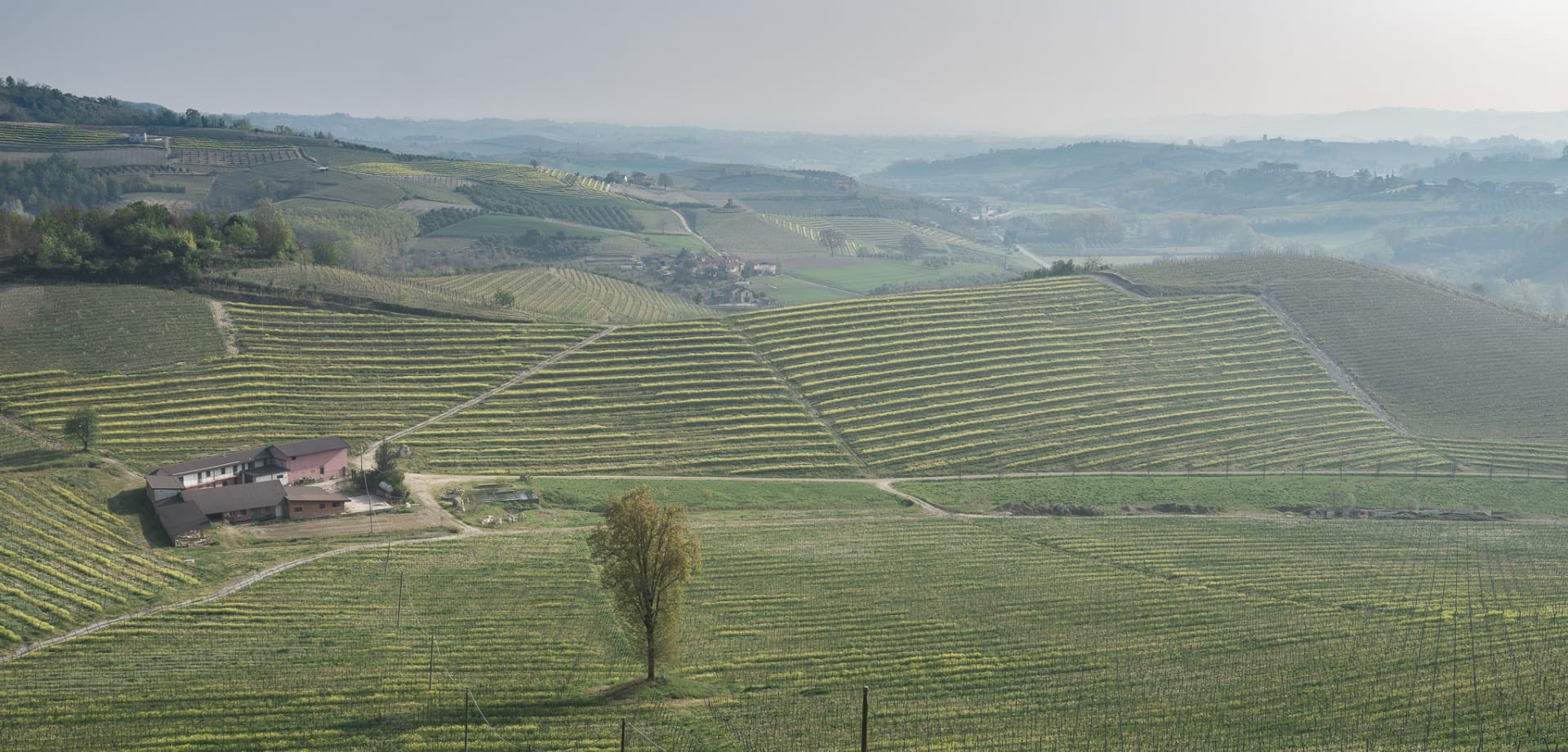 Cascina Vengore Barbera d'Asti Campolungo 2022 | Wine.com