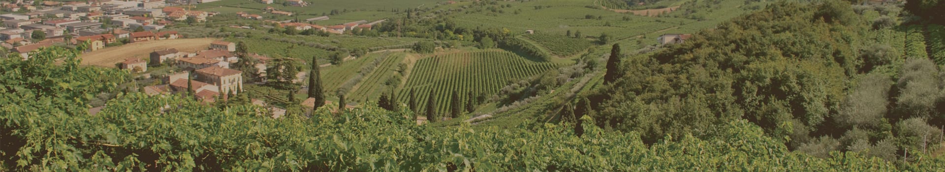 Domini Veneti Amarone della Valpolicella Classico 2019 | Wine.com