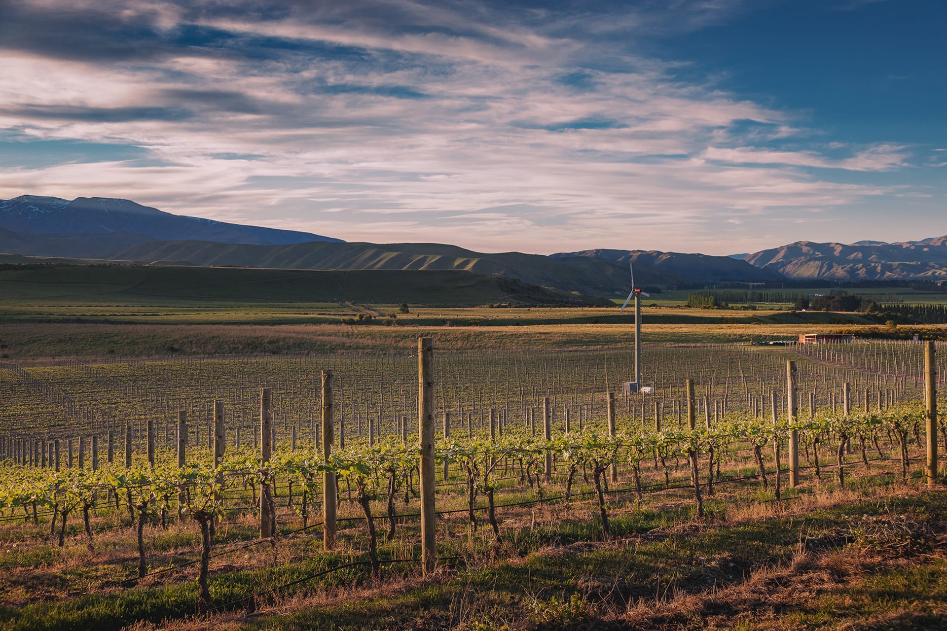 Brigid by Forrest Estate Sauvignon Blanc 2022 | Wine.com