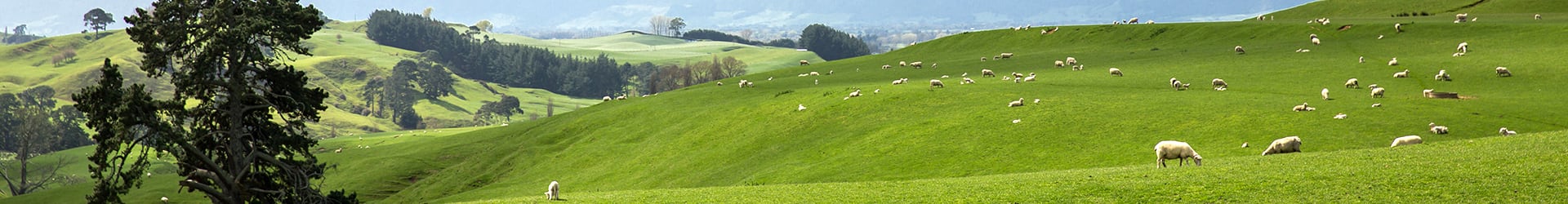 The Little Sheep Sauvignon Blanc 2022 | Wine.com