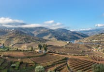 Maynard's 40 Years Old Aged Tawny Port | Wine.com