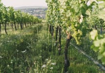 Hiedler Loss Gruner Veltliner 2019 | Wine.com