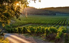 Rumor Cotes de Provence Rose 2022 | Wine.com