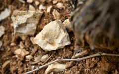 Simonnet-Febvre Cremant de Bourgogne Rose | Wine.com