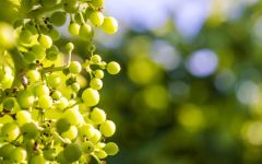 Frapin VSOP Cognac | Wine.com