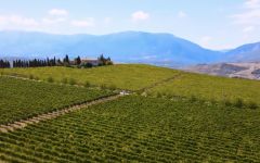 Podere Castorani Montepulciano d'Abruzzo Cadetto 2017 | Wine.com