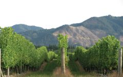 Infamous Goose Sauvignon Blanc 2020 | Wine.com