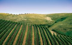 Smoke Tree Pinot Noir 2016 | Wine.com