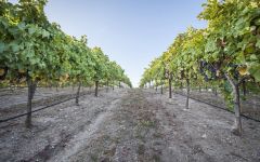 Chronic Cellars Sir Real Cabernet Sauvignon 2021 | Wine.com