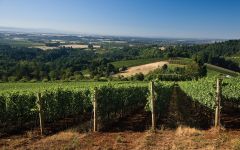 Erath Reserve Collection Pinot Noir 2019 | Wine.com