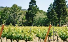 Chateau d'Estoublon Roseblood Rose 2021 | Wine.com