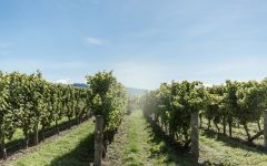 The Champion 'Il Campione' Sauvignon Blanc 2020 | Wine.com