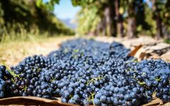Le Vigne Winery - Learn About & Buy Online | Wine.com
