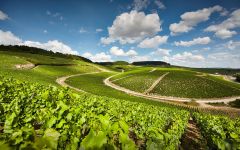 Simonnet-Febvre Cremant de Bourgogne Rose | Wine.com