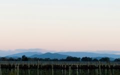 Frisk Prickly Riesling 2018 | Wine.com