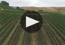 Smoke Tree Pinot Noir 2016 | Wine.com